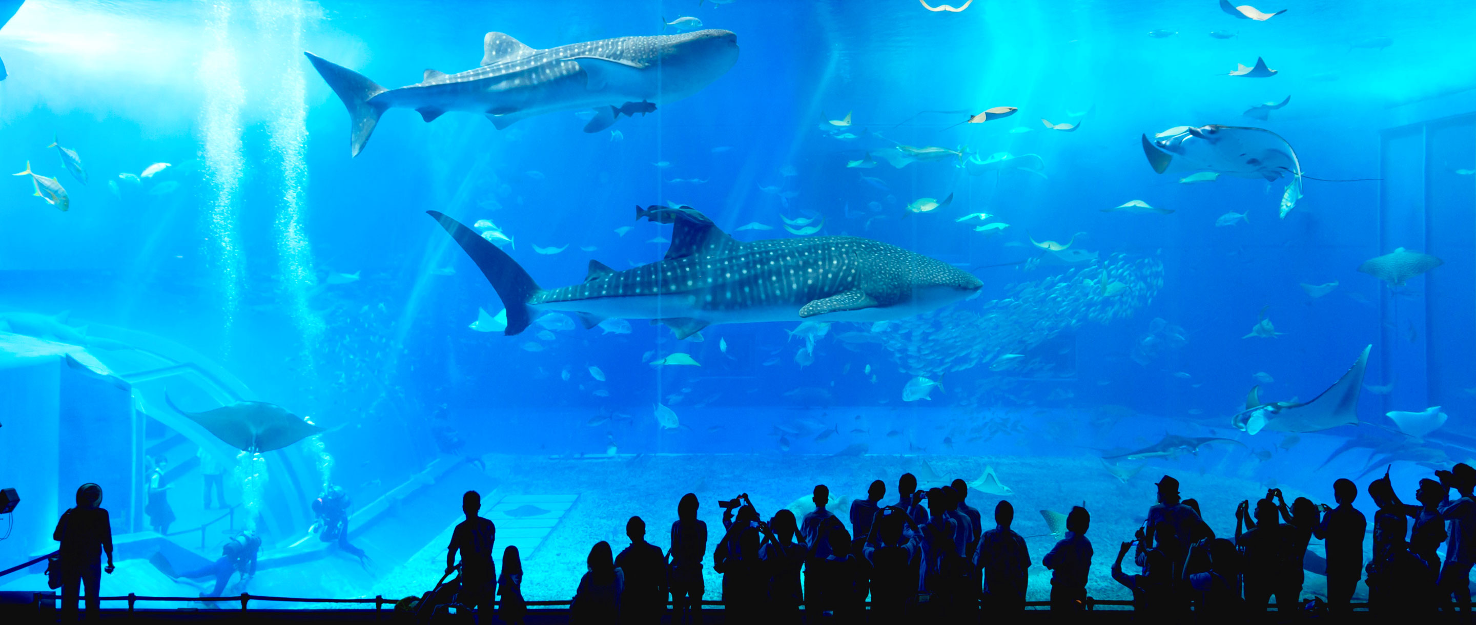 Discover Peninsula Bay: Bay Shores Peninsula Hotel, Le Peninsula Bay ...